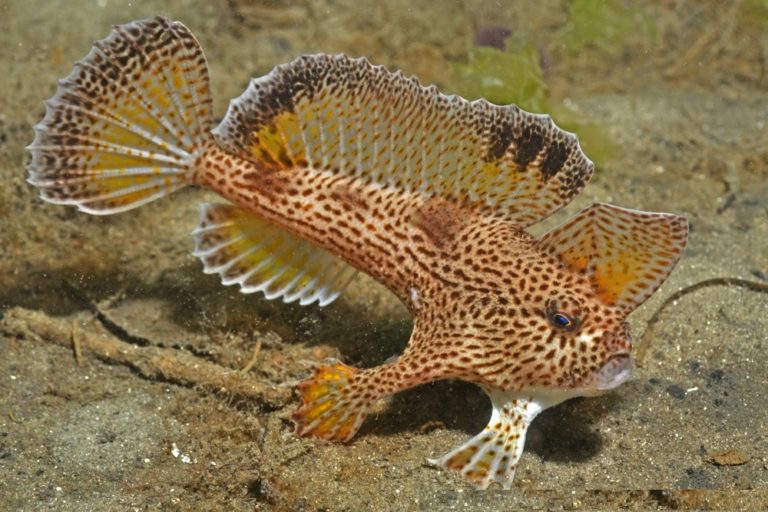 Brachionichthys hirsutus, le poisson à 4 pattes [vidéo] - 2Tout2Rien