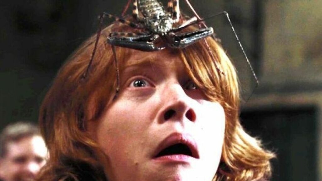 Araignée-scorpion : l’amblypyge de Harry Potter est-il dangereux