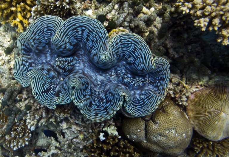 Le bénitier géant ou tridacne géant, merveilleux coquillage en danger ...