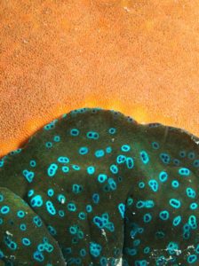 le bénitier géant ou tridacne géant - 2Tout2Rien