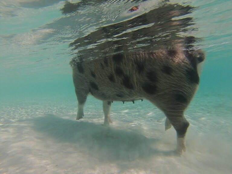 Les cochons nageurs des Bahamas - 2Tout2Rien