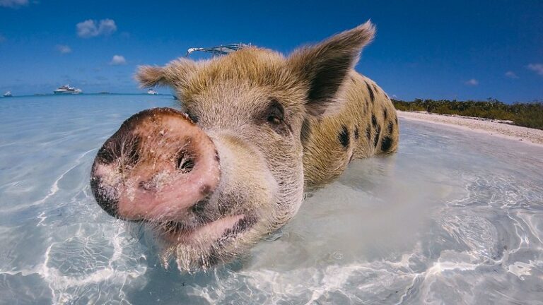 Les cochons nageurs des Bahamas - 2Tout2Rien