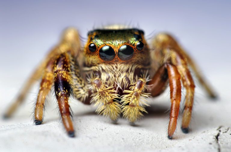 Des macrophotographies d'araignées sauteuses par Thomas Shahan - 2Tout2Rien