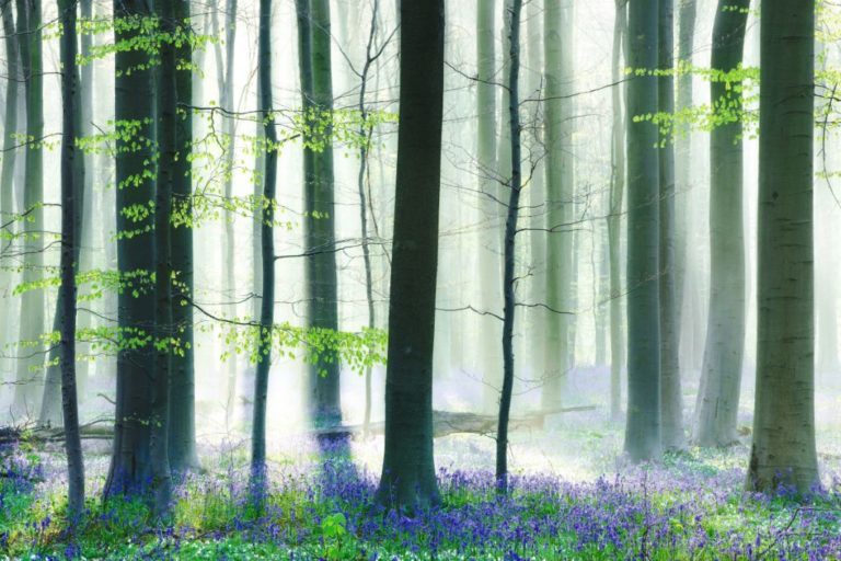 Hallerbos la forêt bleue - 2Tout2Rien