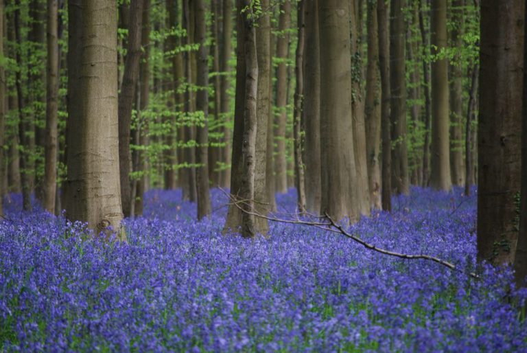 Hallerbos la forêt bleue - 2Tout2Rien