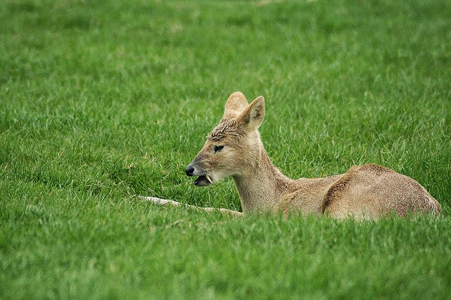 L'hydropote ou cerf vampire - 2Tout2Rien
