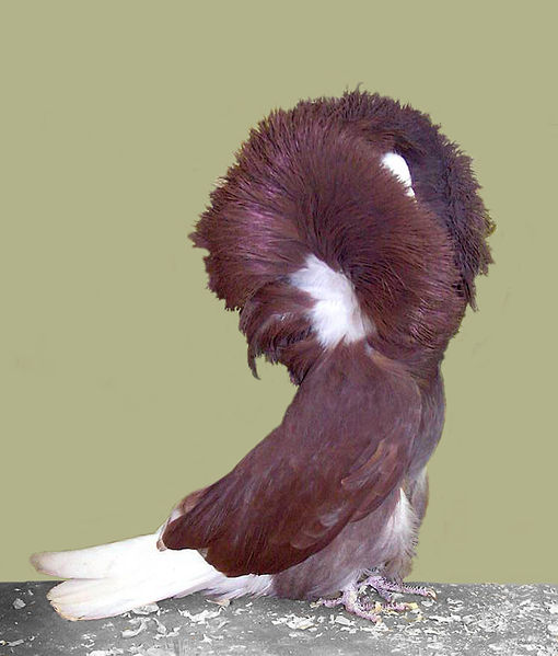 Le splendide pigeon capucin - 2Tout2Rien