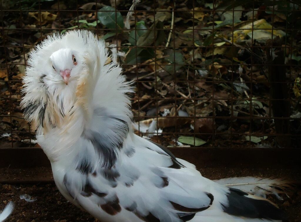 Pigeon capucin (Jacobin) : le pigeon à collerette favori de la reine ...