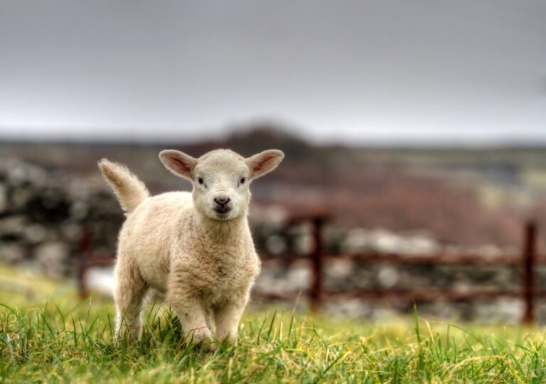 25 magnifiques photos de moutons - 2Tout2Rien