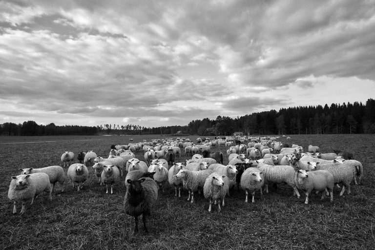 25 magnifiques photos de moutons - 2Tout2Rien
