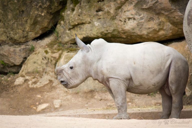 30 animaux albinos : entre rareté et beauté insolite - 2Tout2Rien