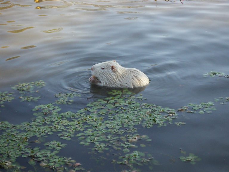 30 animaux albinos : entre rareté et beauté insolite - 2Tout2Rien