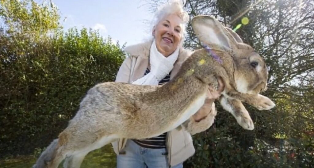 Darius le plus grand lapin du monde - 2Tout2Rien
