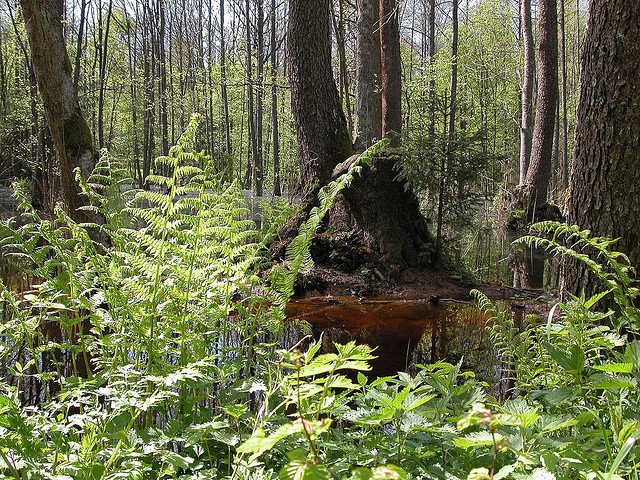 La forêt de Bialowieża (Bialovèse) - forêt primaire d'Europe - 2Tout2Rien