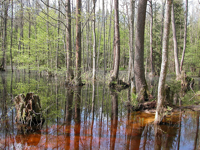 La forêt de Bialowieża (Bialovèse) - forêt primaire d'Europe - 2Tout2Rien