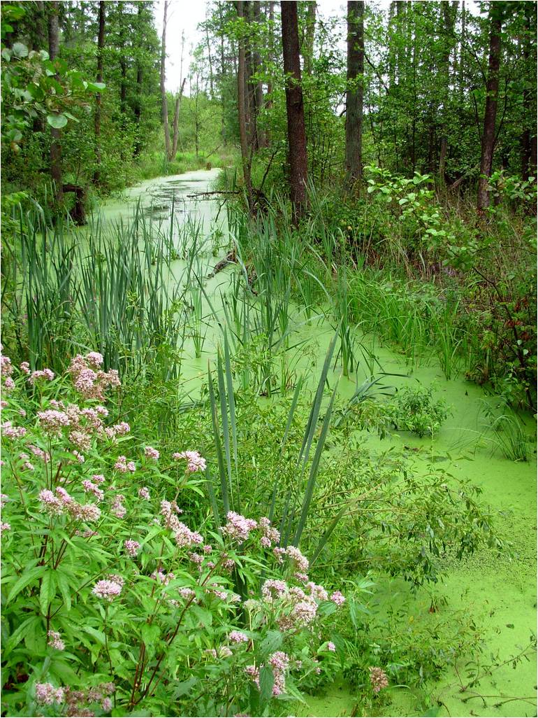 La forêt de Bialowieża (Bialovèse) - forêt primaire d'Europe - 2Tout2Rien