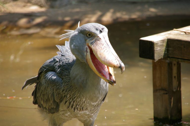 Le bec-en-sabot du Nil ou le digne descendant du vélociraptor - 2Tout2Rien