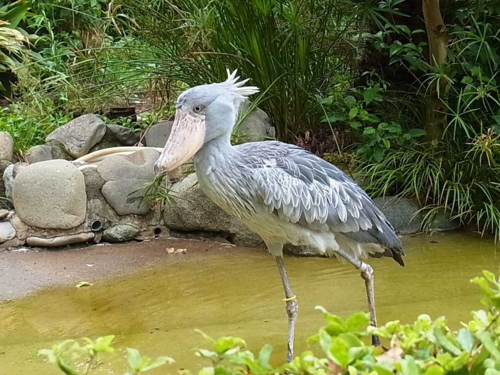 Le bec-en-sabot du Nil ou le digne descendant du vélociraptor - 2Tout2Rien