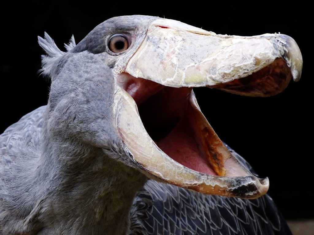 Le bec-en-sabot du Nil ou le digne descendant du vélociraptor - 2Tout2Rien