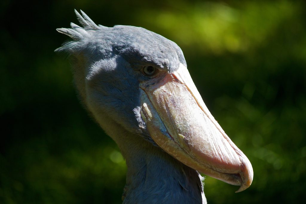 Le bec-en-sabot du Nil ou le digne descendant du vélociraptor - 2Tout2Rien