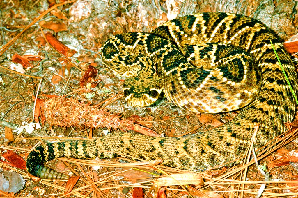 Serpents Venimeux