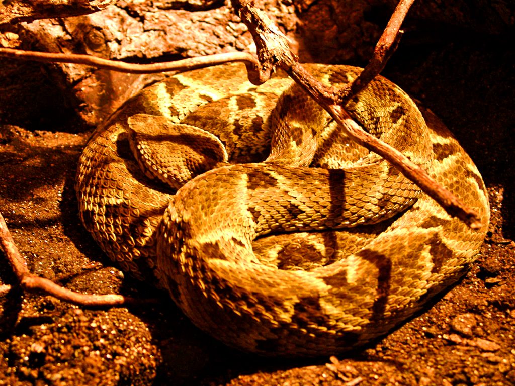 Les 20 serpents les plus venimeux et mortels - 2Tout2Rien