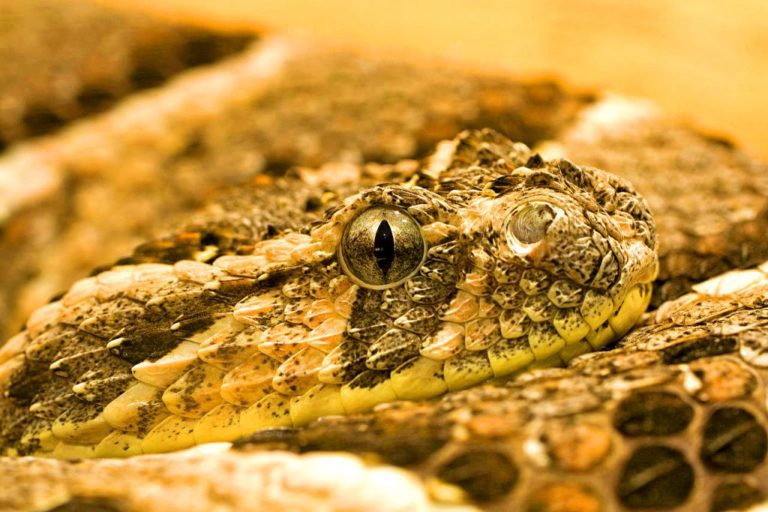 Les 20 serpents les plus venimeux et mortels - 2Tout2Rien