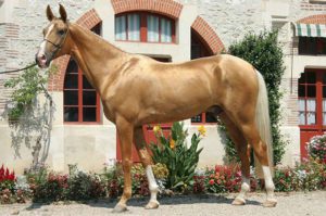 Le Akhal-Teke, le cheval doré au pelage métallique - 2Tout2Rien