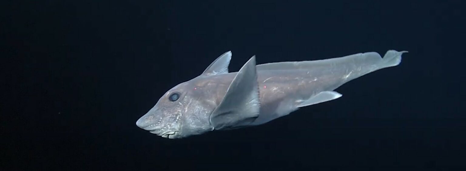 Une chimère troll ou requin fantôme filmée pour la première fois en ...