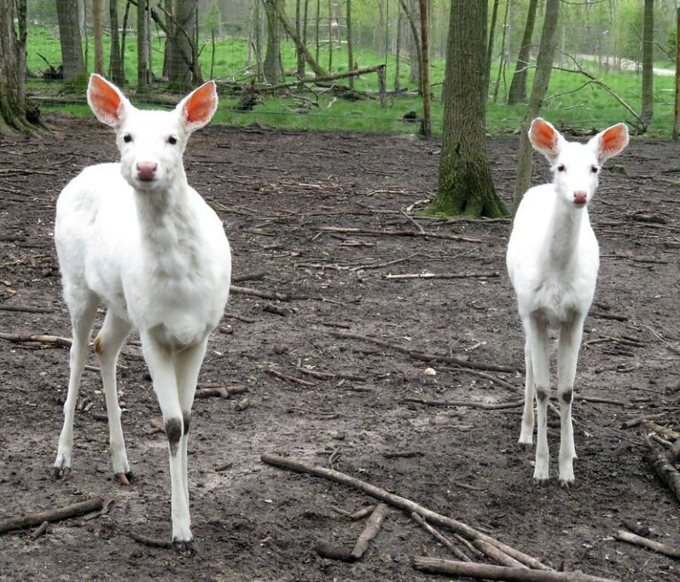 30 animaux albinos : entre rareté et beauté insolite - 2Tout2Rien