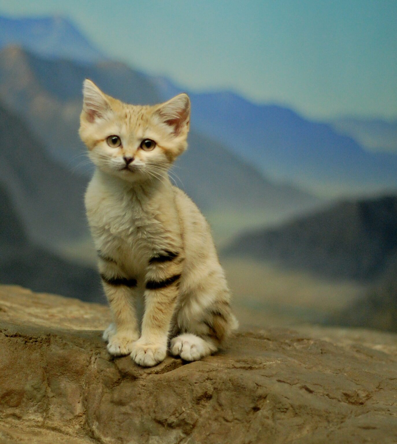 Felis margarita : le chat des sables, félin mystérieux du désert ...