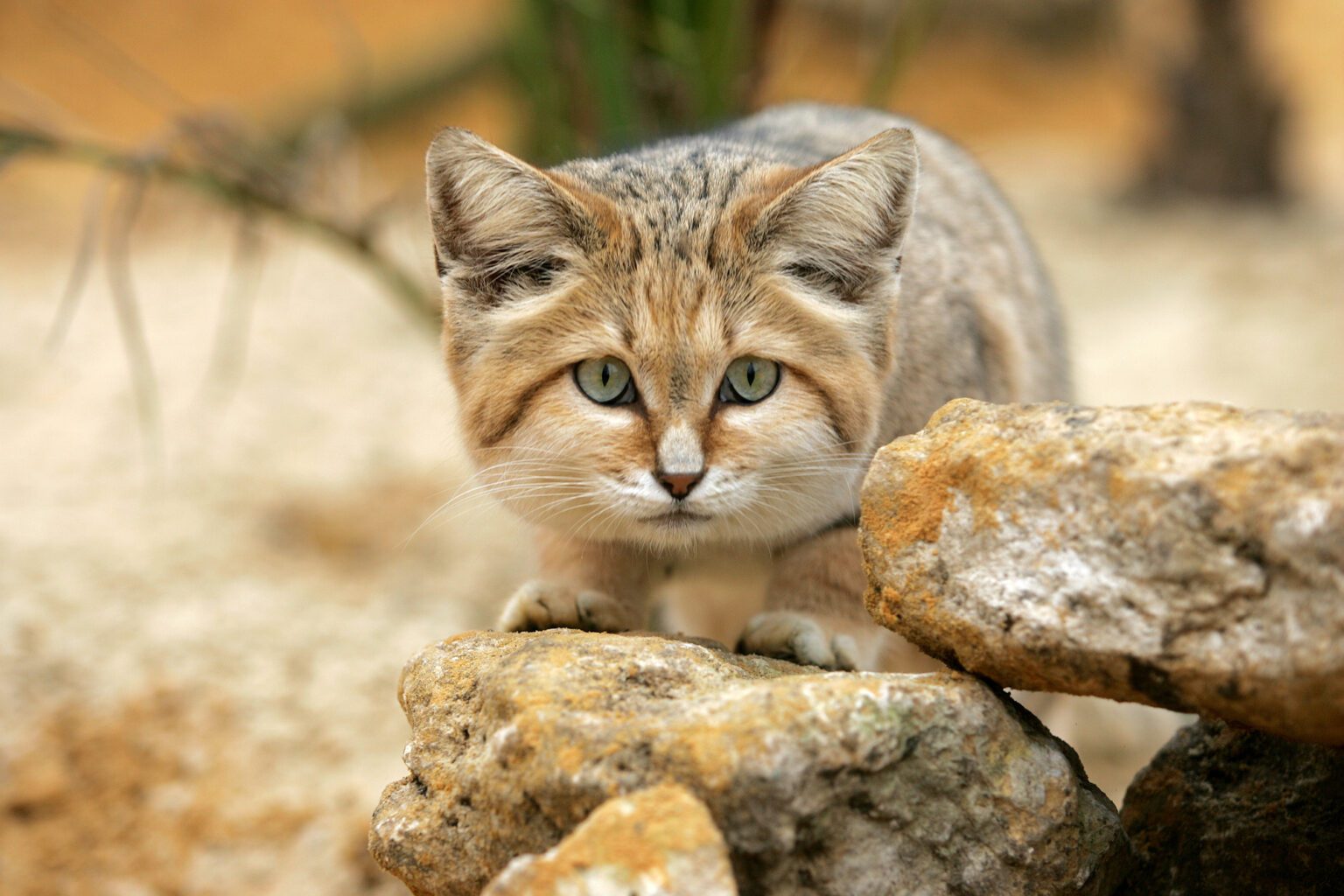 Felis margarita : le chat des sables, félin mystérieux du désert ...