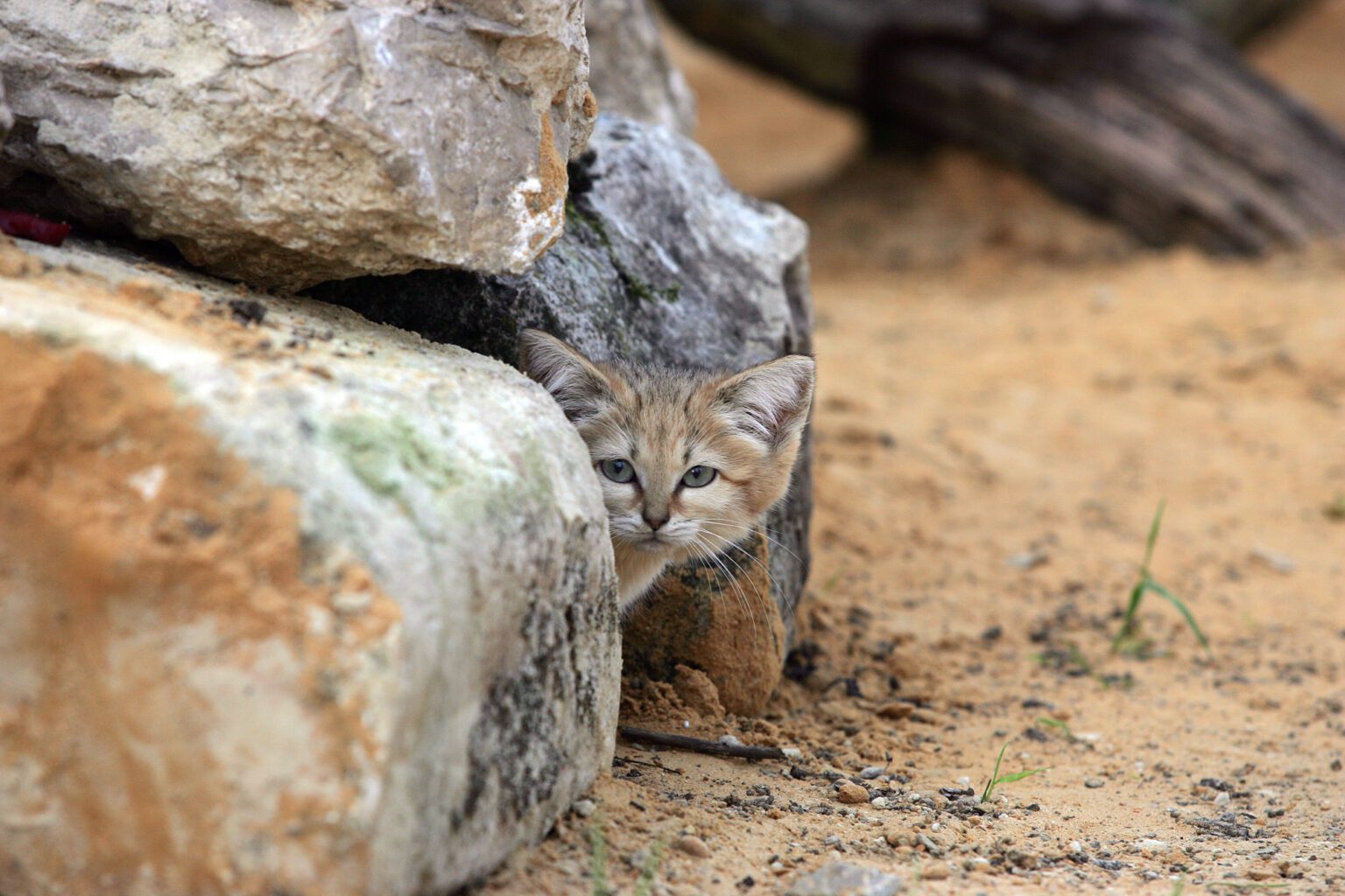 Felis margarita : le chat des sables, félin mystérieux du désert ...