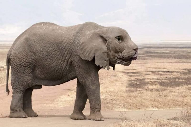 Les géniaux et délirants mélanges d'animaux de gyyporama - 2Tout2Rien
