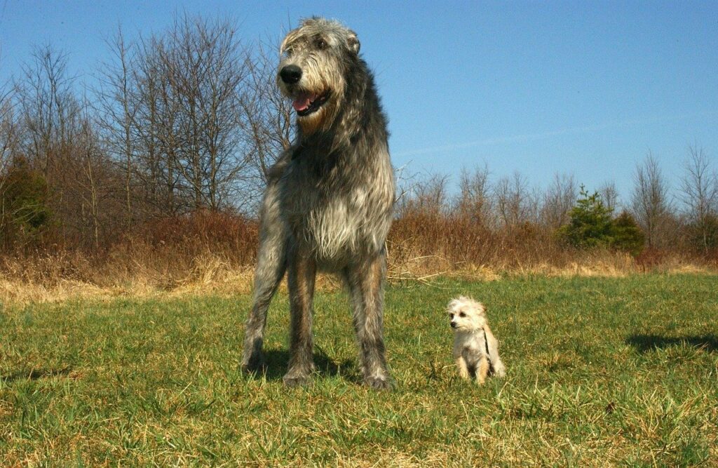 Irish Wolfhound : jusqu'à 94 cm au garrot, le lévrier irlandais géant