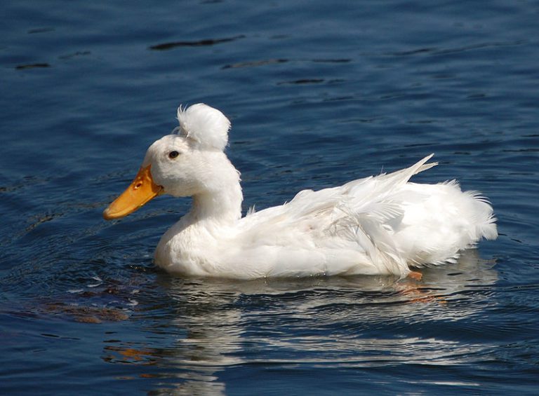 Le canard huppé ou canard pompon - 2Tout2Rien
