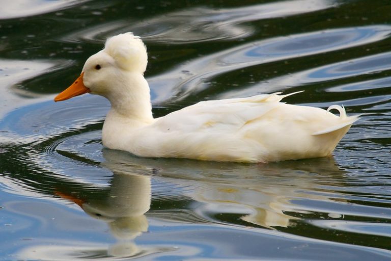 Le canard huppé ou canard pompon - 2Tout2Rien