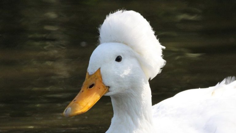 Le canard huppé ou canard pompon - 2Tout2Rien