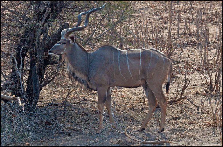 Le grand koudou , une antilope à barbichette et cornes torsadées ...