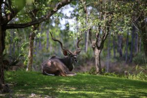 Le grand koudou , une antilope à barbichette et cornes torsadées ...