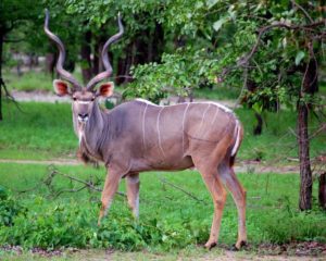 Le grand koudou , une antilope à barbichette et cornes torsadées ...