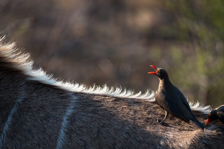 Le grand koudou , une antilope à barbichette et cornes torsadées ...