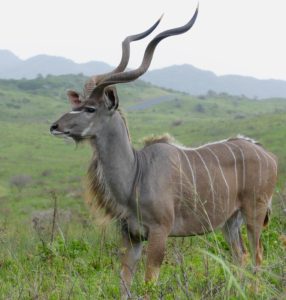 Le grand koudou , une antilope à barbichette et cornes torsadées ...
