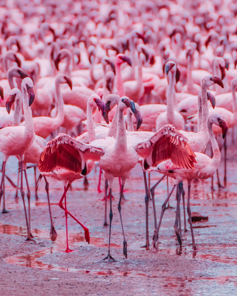 Big Flamingo Project - une horde de flamants roses sous l'objectif de ...