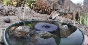 L'étonnante diversité d'animaux venant boire à une fontaine [vidéo ...