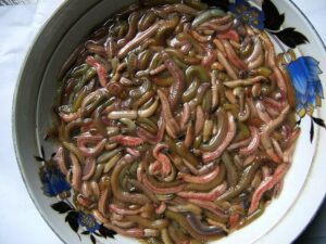 Chả rươi - l'omelette aux vers de sable du Vietnam - 2Tout2Rien