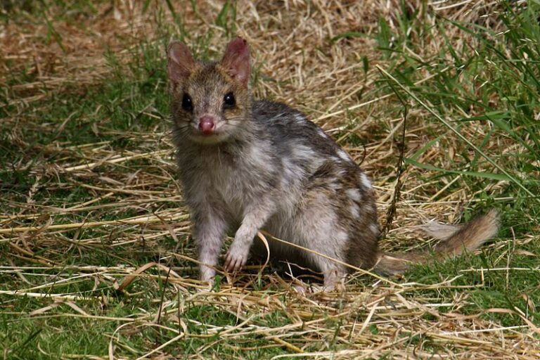 Le quoll ou dasyure, le chat marsupial cousin éloigné du Diable de ...