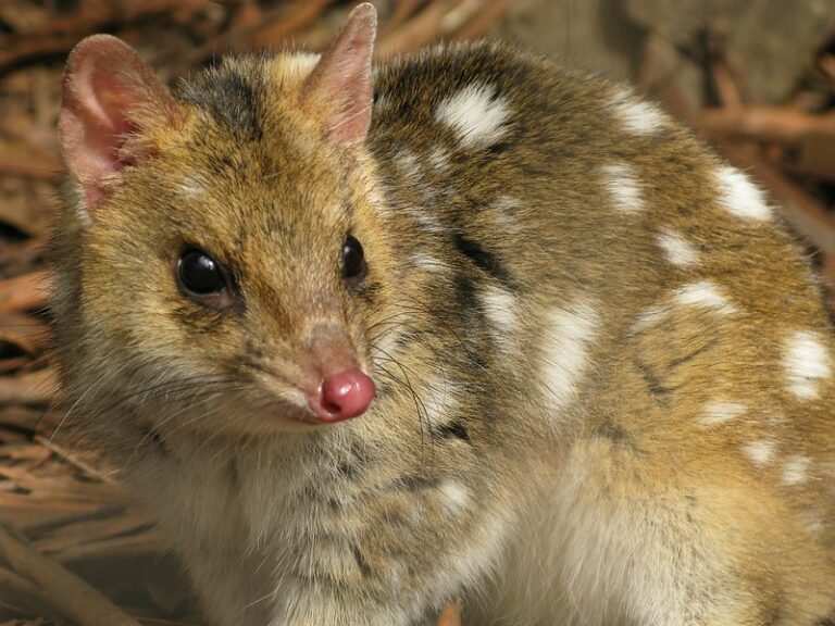 Le quoll ou dasyure, le chat marsupial cousin éloigné du Diable de ...