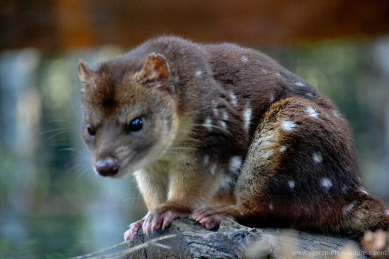 Le quoll ou dasyure, le chat marsupial cousin éloigné du Diable de ...