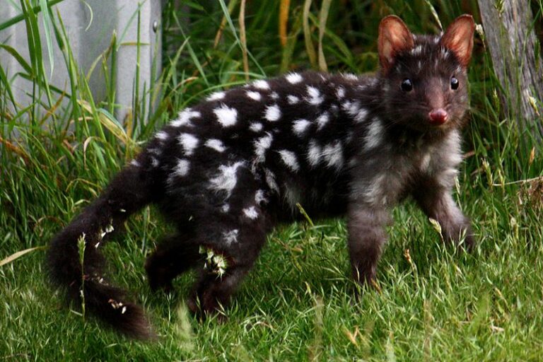 Le quoll ou dasyure, le chat marsupial cousin éloigné du Diable de ...